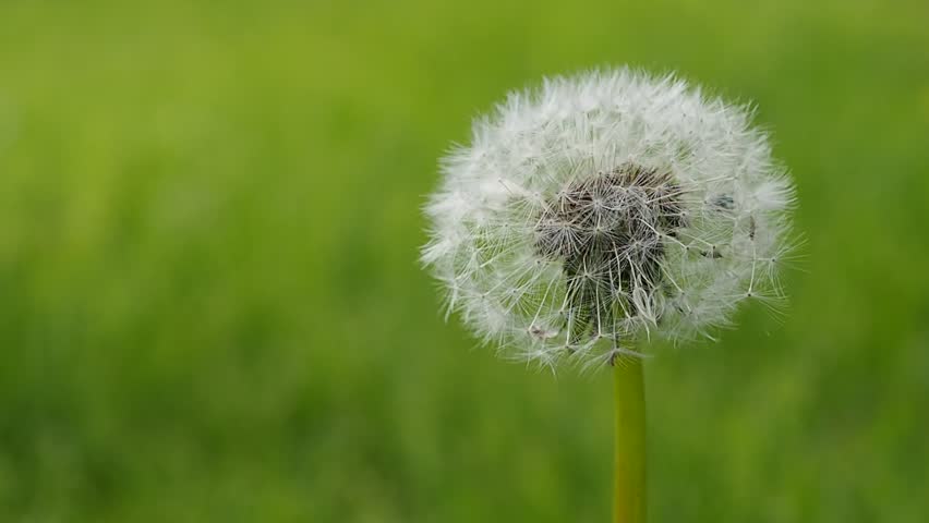 Stock video of wind blows on puff-ball | 6137741 | Shutterstock