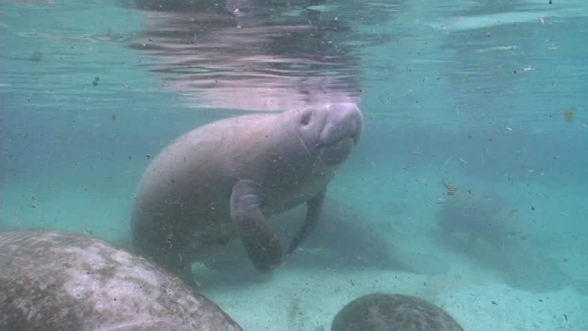 Manatee Baby Nursing in Three Stock Footage Video (100% Royalty-free ...