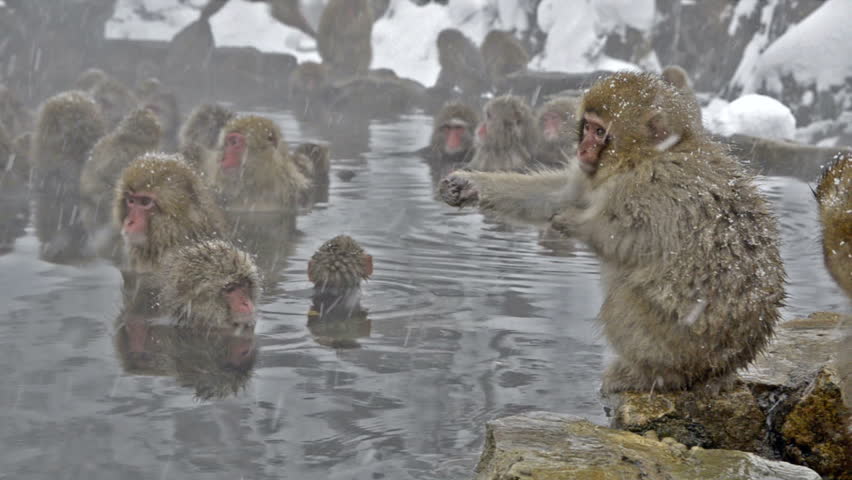 Group of Snow Monkeys Relaxing Stock Footage Video (100% Royalty-free ...