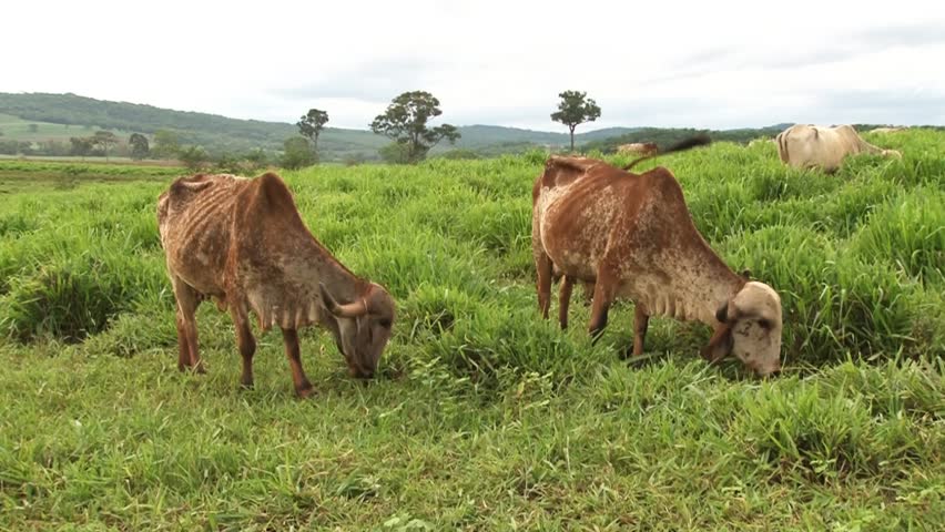 Gyr Cattle Of Brazil - Pasture And Landscape Stock Footage Video ...