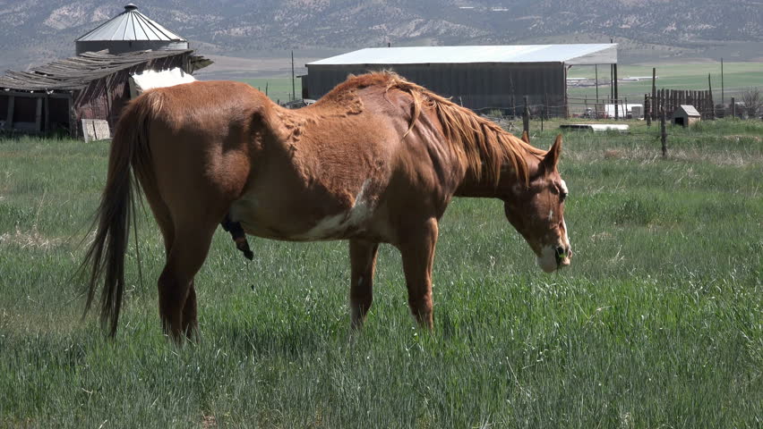 Farm Field Sway Back Horse Stock Footage Video (100% Royalty-free ...