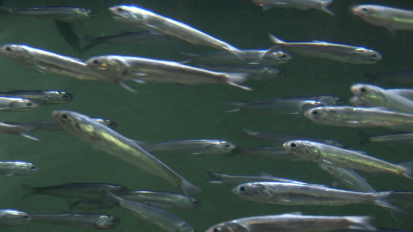 Stock Video Clip of Northern Anchovy swimming | Shutterstock