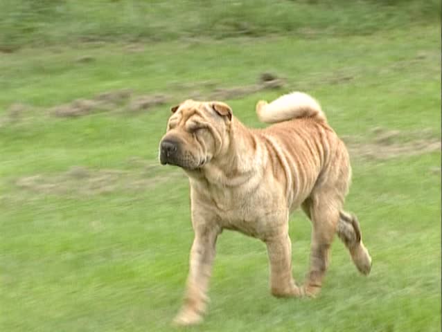Shar Pei Bitch Wags Tail. Shar Pei Is A Chinese Dog Breed, The Name ...