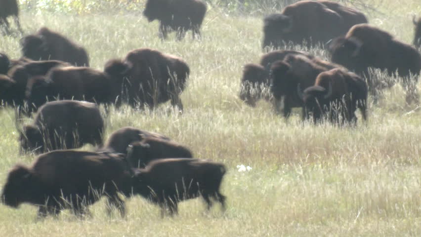 Bison Herd Running Fall Stampede Stock Footage Video (100% Royalty-free ...
