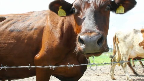 Caw Milk Stock Video Footage - 4K and HD Video Clips | Shutterstock