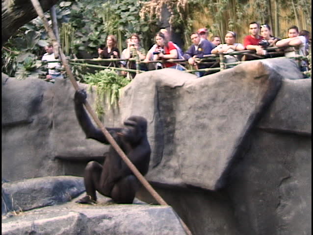 Gorilla On a Rope in Stock Footage Video (100% Royalty-free) 66991 ...