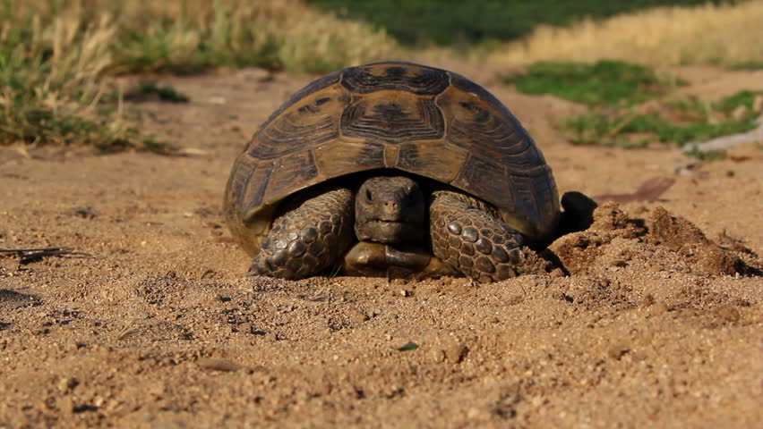 Spur-thighed Tortoise (testudo Graeca Ibera) Stock Footage Video (100% ...