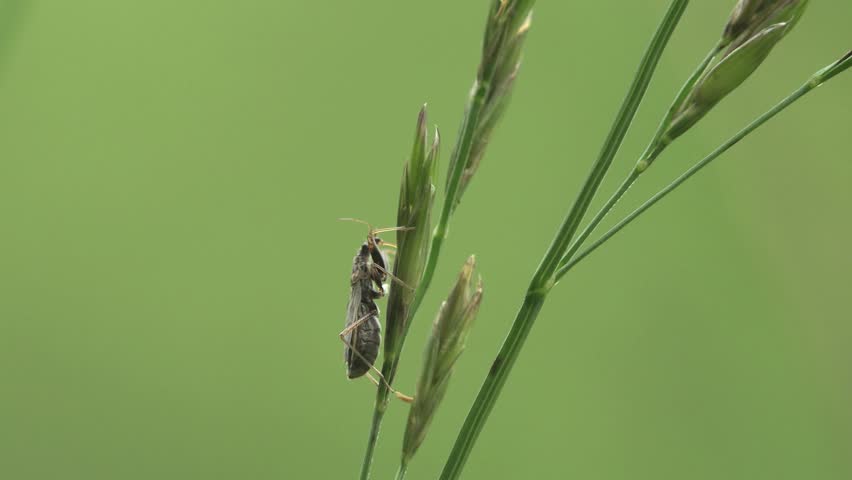 Housefly Fly Macro Insect Hairs Stock Footage Video (100% Royalty-free ...
