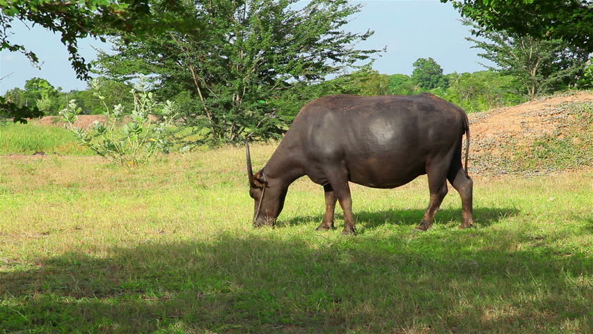 Stock video of water buffalo eat fresh grass and | 6733621 | Shutterstock