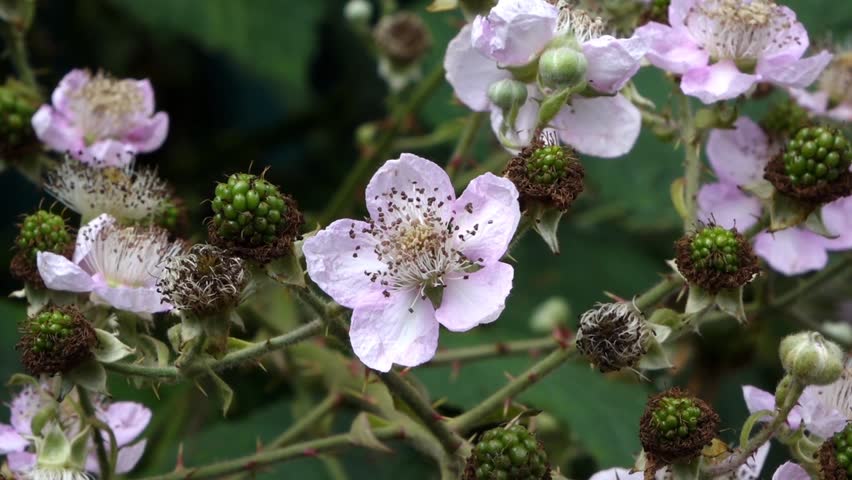 Stock Video Clip of Pink Bramble flowers and developing blackberry's in ...