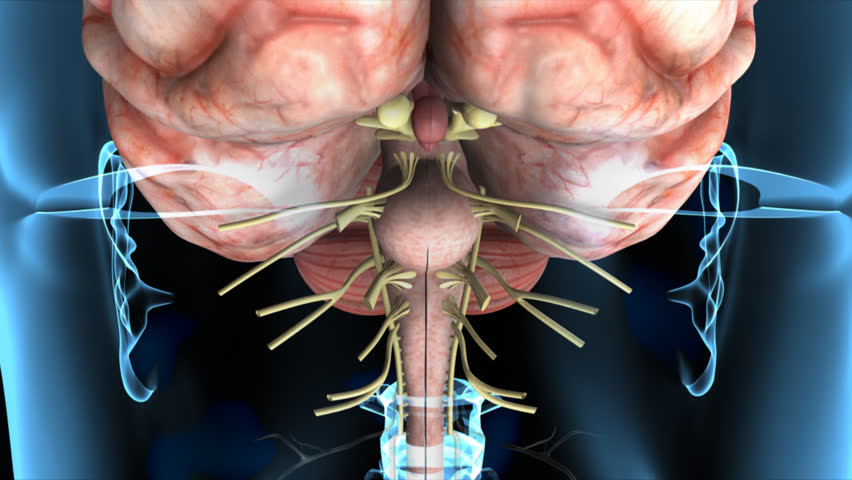 3D Male And Female Skeleton Comparison With See Through Skin Overlay ...