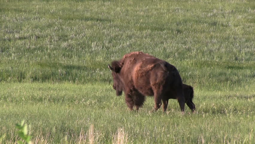 Stockvideo von wild buffalo child walking with parent | 6862261 ...