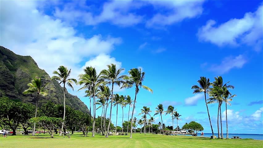 Palm Trees in Kualoa Park, Stock Footage Video (100% Royalty-free ...