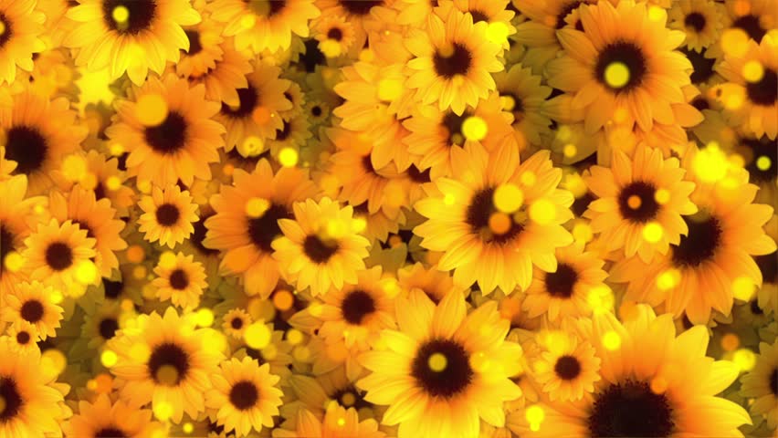 Sunflowers Animated Background Stock Footage Video (100% Royalty-free ...
