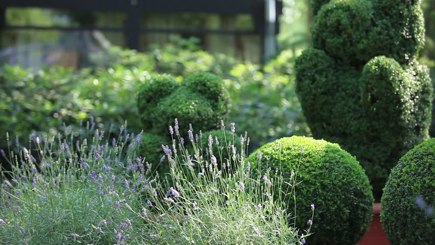Topiary in the Regular Garden Stock Footage Video (100% Royalty-free ...