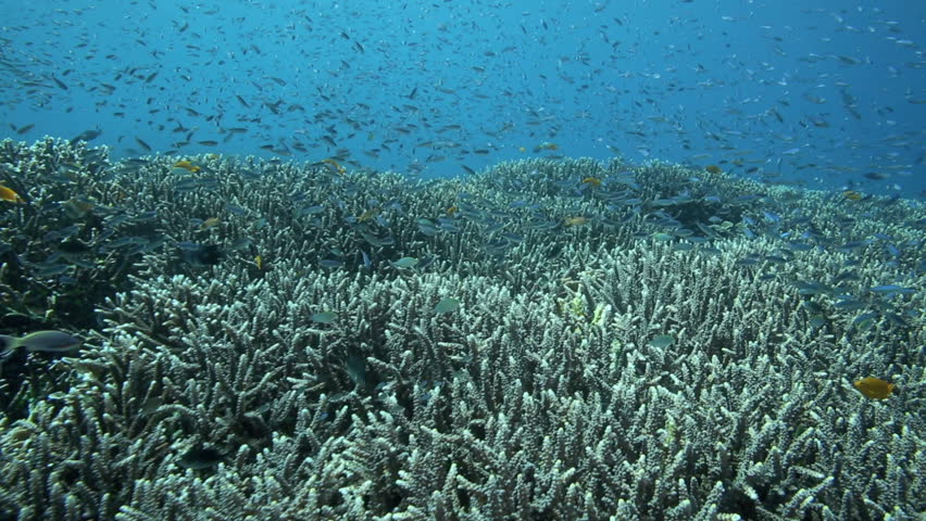 Thriving Healthy Coral Reef Garden Stock Footage Video (100% Royalty ...