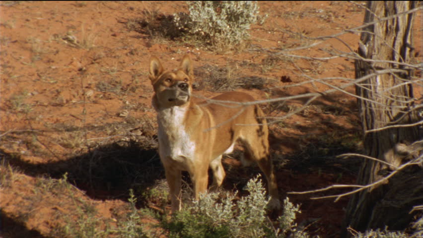 Close up of a Dingo Stock Footage Video (100% Royalty-free) 7175071 ...