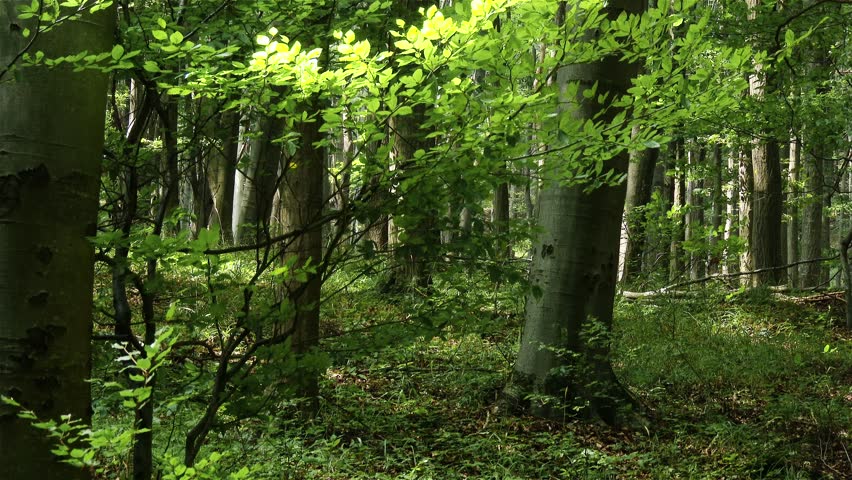 Temperate Climate Stock Footage Video | Shutterstock