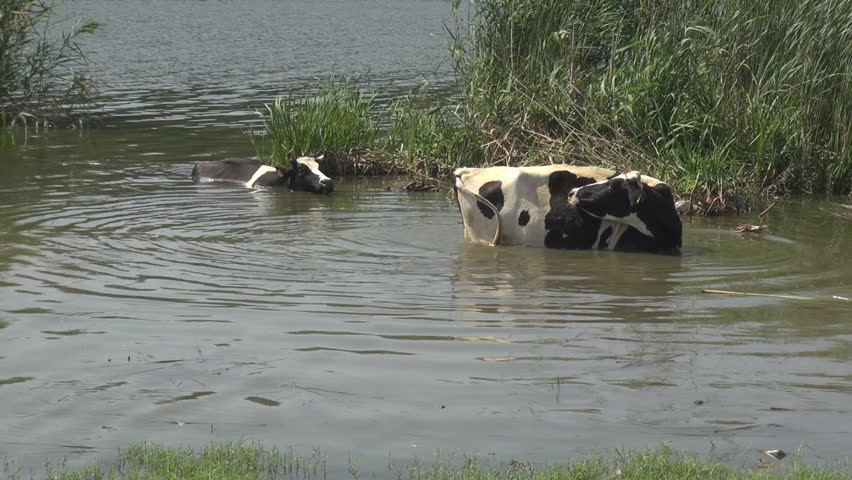 Stock video of nice pretty animals cooling off, cows | 7225321 ...