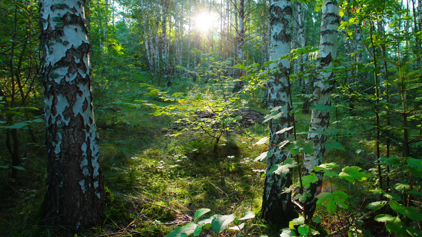 Swedish Forest In Summer - Sweden 스톡 동영상 비디오 20264755 | Shutterstock