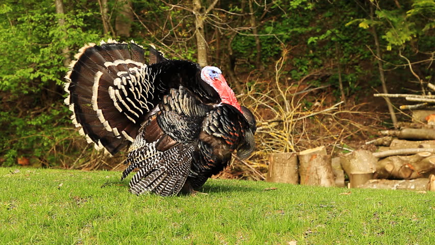 Wild Turkey Walking On Green Stock Footage Video (100% Royalty-free ...
