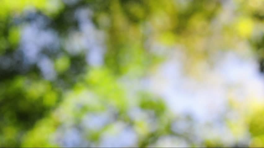 Sunny Abstract Green Nature Background. Out Of Focus. Blurred Real ...