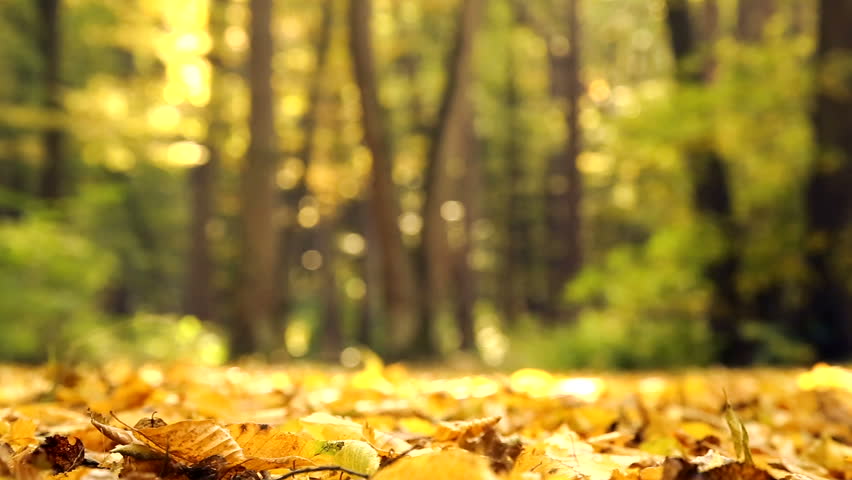 Autumn, Fall. Bright Colorful Autumn Leaves Falling Down. Beautiful ...