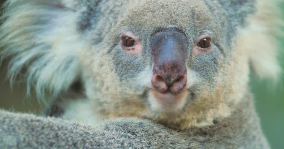 Koala Bear Wild Australian Animal 4k Video Stock Footage Video 7494622 ...