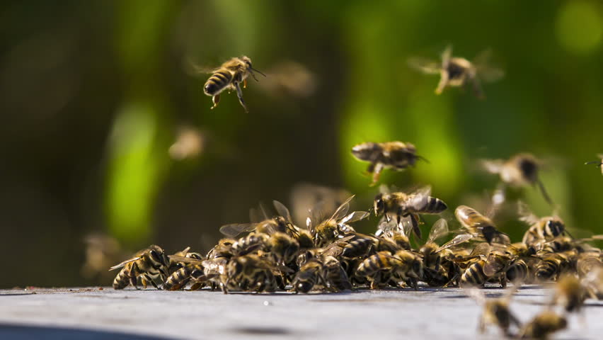 Stock video of shot of swarm of bees fighting | 7637701 | Shutterstock