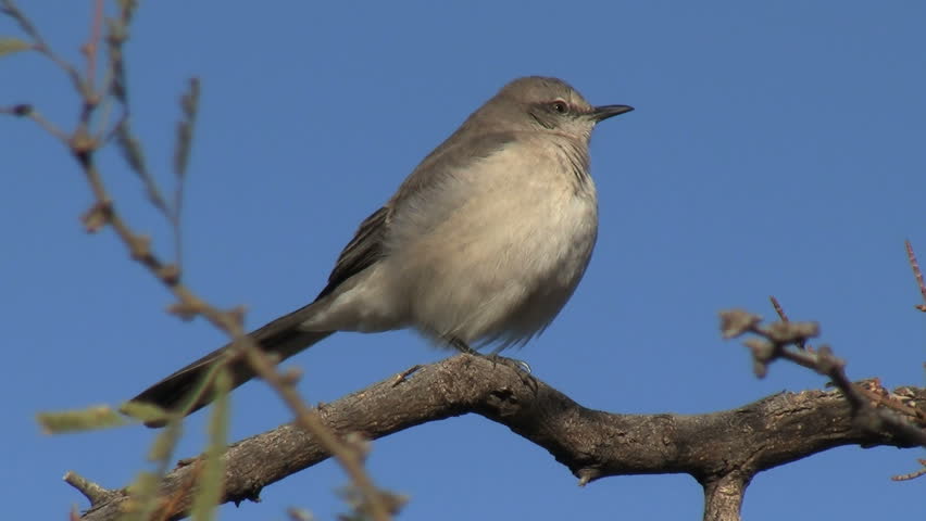 Northern Mockingbird Perched On Branch Stock Footage Video (100% ...
