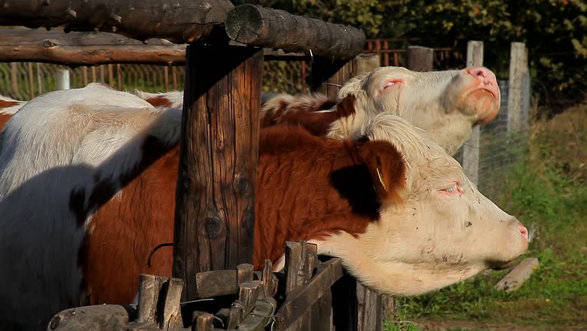 Stock video of cows in the corral. heifers scratching | 7758751 ...