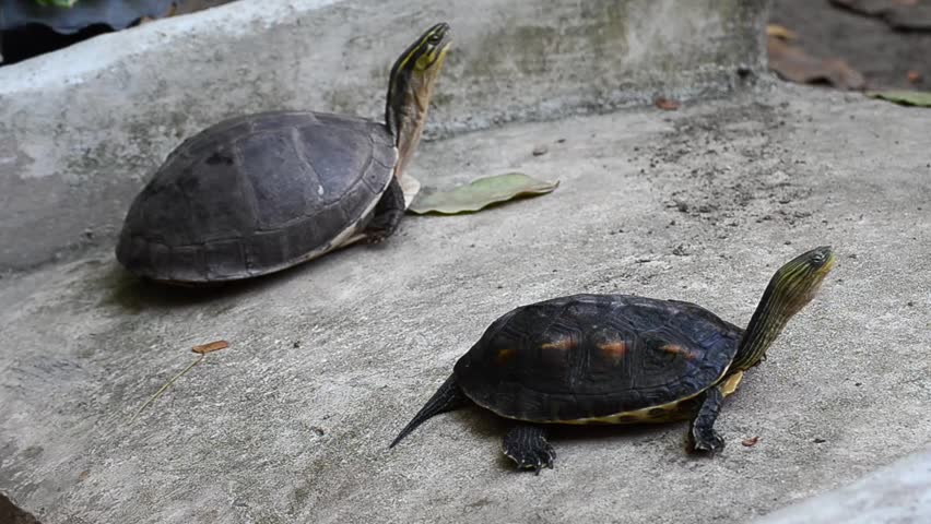 Snapping Turtle in the Shallow Stock Footage Video (100% Royalty-free ...