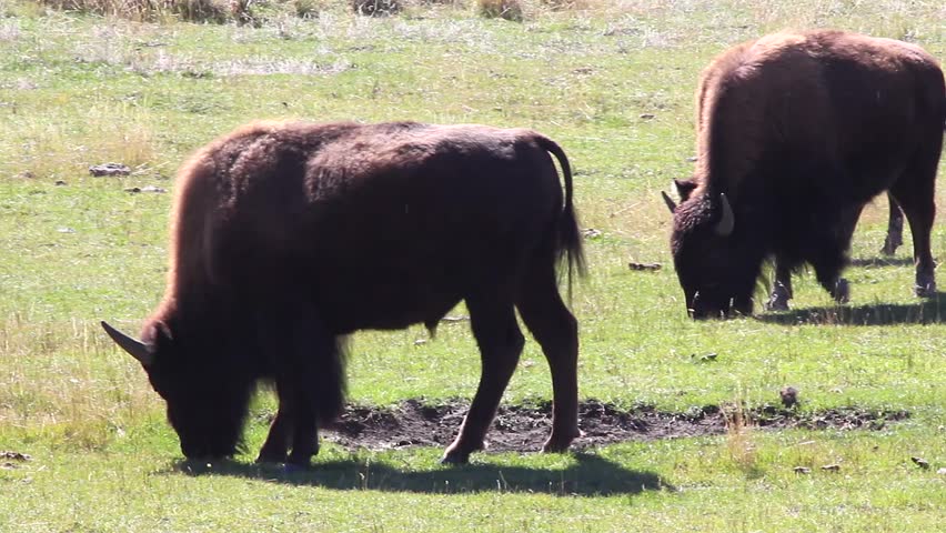 Deep Red Cattle Cow Grazing + Newborn Calf. Deep Red Cattle Have Few ...