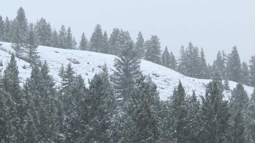 Gentle Snowfall in a Conifer Stock Footage Video (100% Royalty-free ...