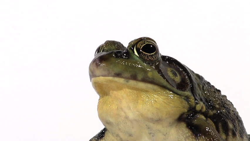 Elegant Stubfoot Toad (Atelopus Elegans). From Western Ecuador. Listed ...