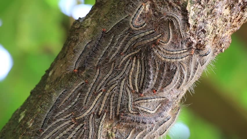 Oak Processionary Moth - Thaumetopoea Processionea Caterpillars On The ...