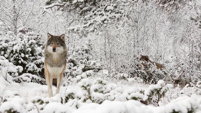 Eurasian Wolf In Winter Scenery. Wolf Pack Backing Alerted Stock ...