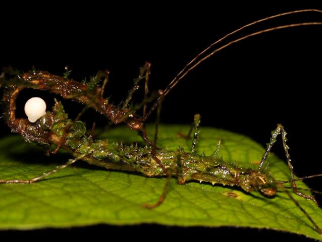 Stock video of spiny moss-mimicking stick insect (acanthoclonia sp ...