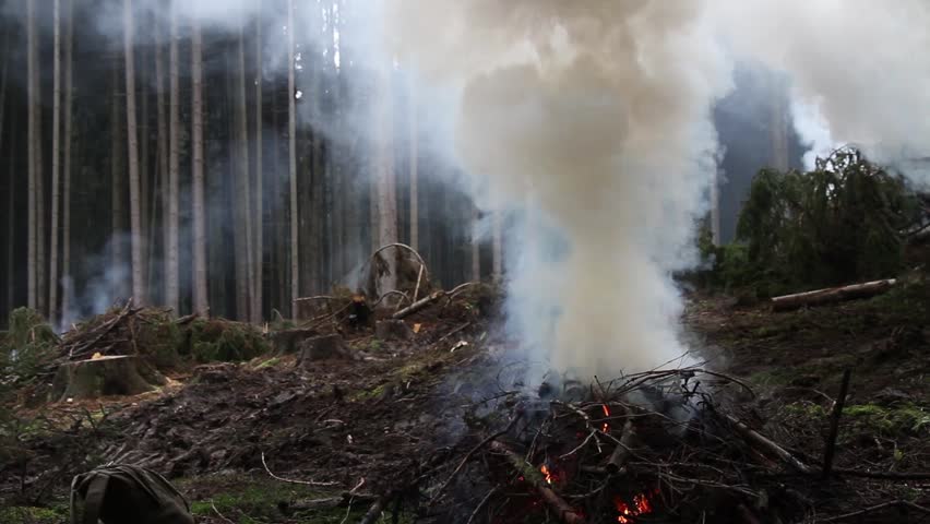Burning Spruce Branches and Rising Stock Footage Video (100% Royalty ...