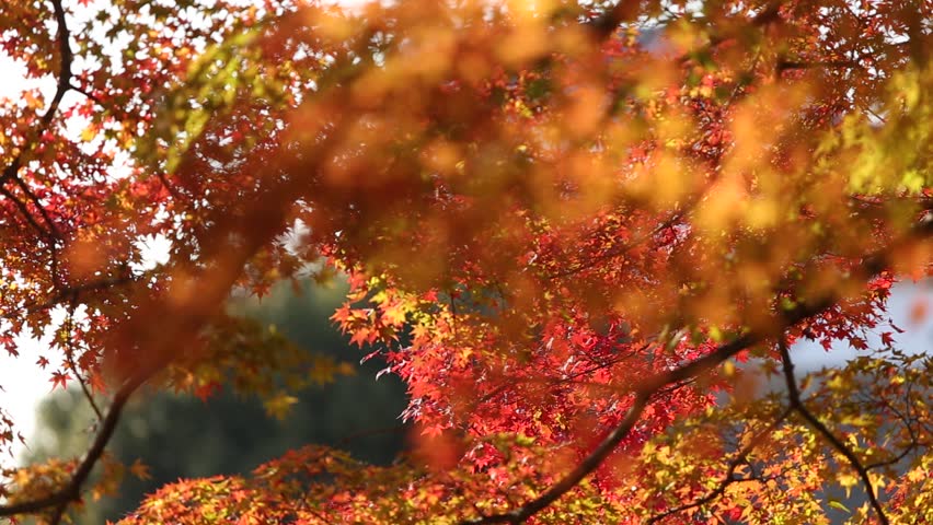 Kyoto, Japan - Nov 26, 2013 : Red Japanese Maple Autumn Fall , Momiji Tree In Kyoto Japan 库存影片视频 ...
