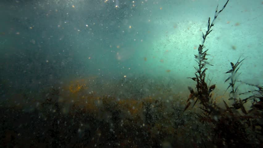 Plankton Stock Footage Video | Shutterstock