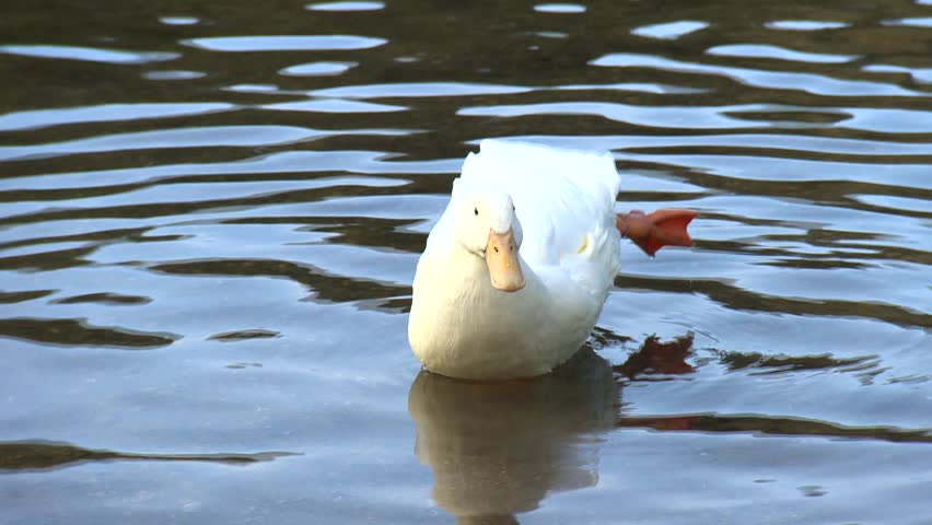 Ducks, Family, Lake Ducks, Cheerful Ducks, Duck Family, Animals, Nature ...