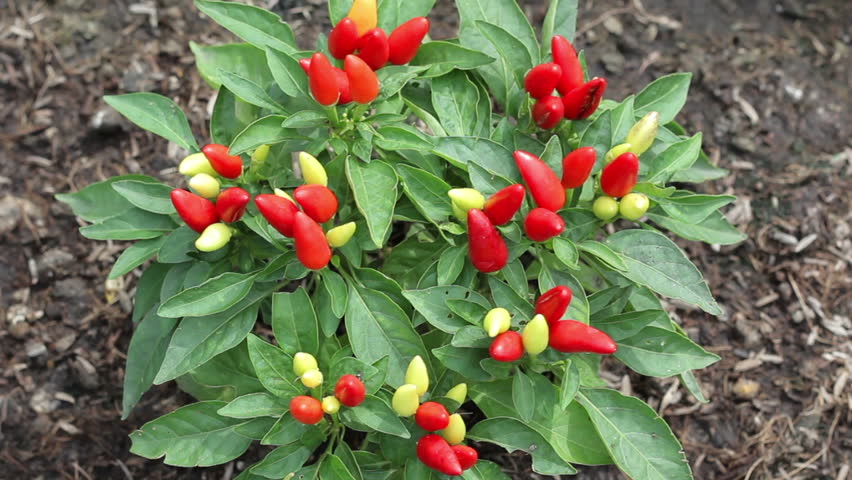 Red Chili Pepper On Tree วิดีโอสต็อก (ปลอดค่าลิขสิทธิ์ 100%) 8498101 ...
