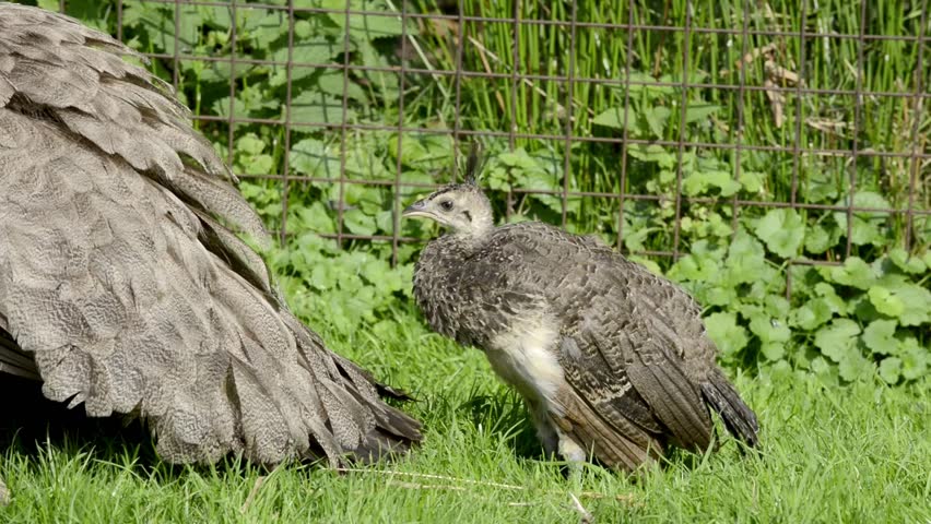 Young Peacock Stock Footage Video 8575681 | Shutterstock