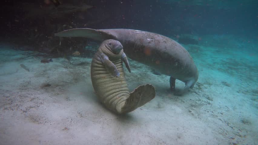 Injured Manatee With Visible Deep Propeller Cut Marks On Its Back Stock ...