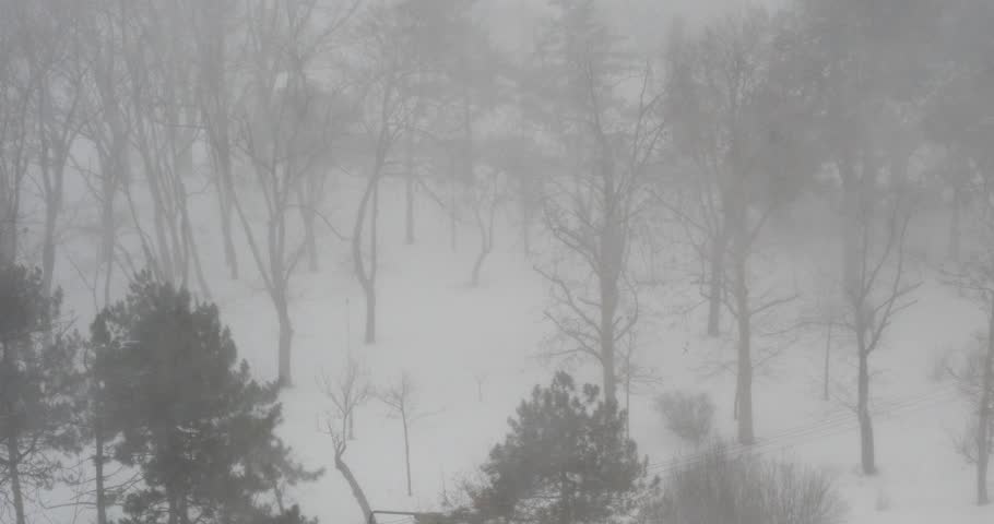 Heavy Snowfall In Forest, Bad Weather Conditions, Poor Visibility ...
