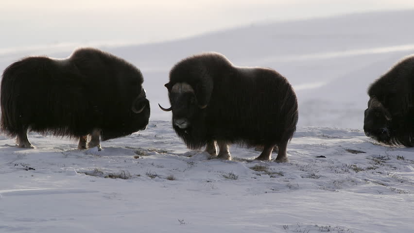 Three Musk Ox Bull Fighting Stock Footage Video (100% Royalty-free ...