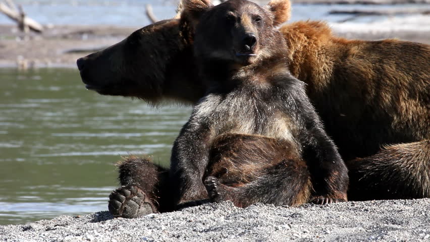 Stock video of happy bear cub | 874951 | Shutterstock