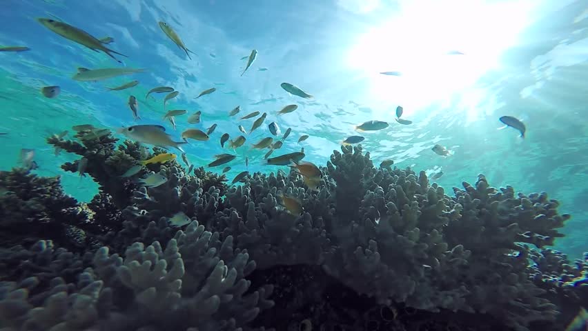 Stock video of small fish swarm over a coral | 8958361 | Shutterstock
