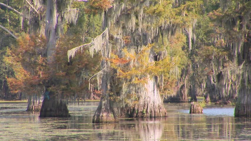 Spanish Moss In Cypress Trees In Bayou Spanish Moss Covered Cypress ...